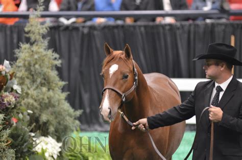Results 2023 Western Bloodstock Ncha Futurity Sales Preferred Breeders