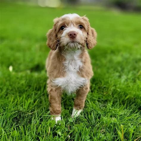 My Heart Has Paws And A Cockapoo Coat Cockapoo Puppies For Sale