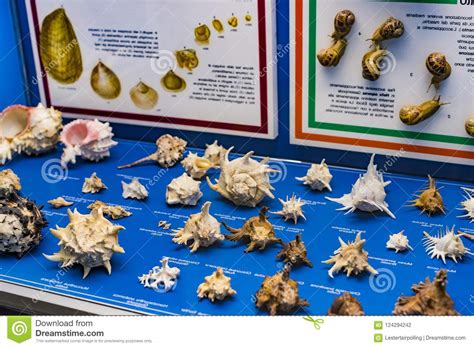 Expositions Of History Of The Evolution And Development Of Mollusks In