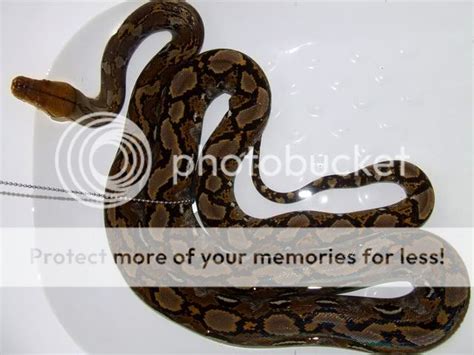 Yellow Head Reticulated Python Reptile Forums