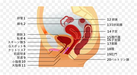 Filefemale Anatomy With G Spotnb Japanesepng Wikimedia Vaginal