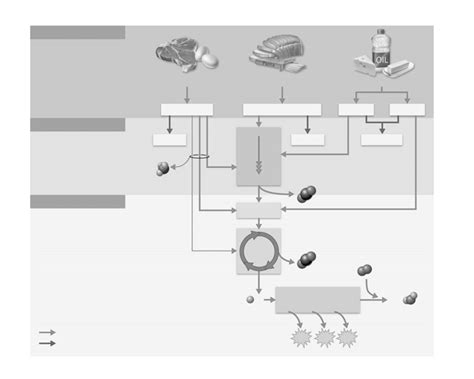 Carbs Lipids Proteins Diagram Quizlet