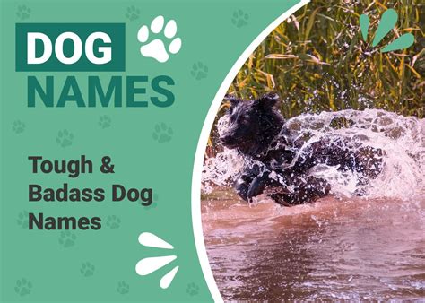 100 Tough And Badass Dog Names Popular Options For Your Protector Dogster