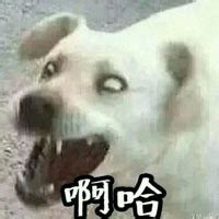 啊哈汪星人表情包图片gif动图 求表情网 斗图从此不求人