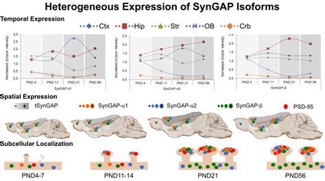 Molecular Physiology Of The Synapse