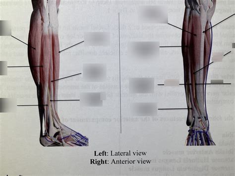 Anterior Leg Diagram Quizlet