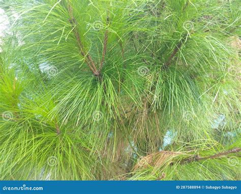 Closeup Of Montezumae Pine Leaves Or Montezuma Pine Tree View From The