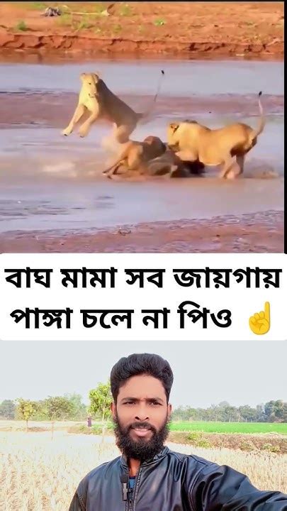 ঘুরে দাঁড়ানোর চেষ্টা Youtube