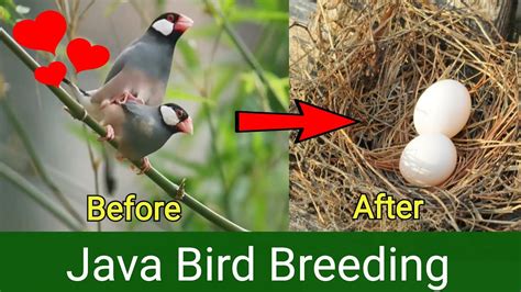 Java Bird Breeding Tips Youtube