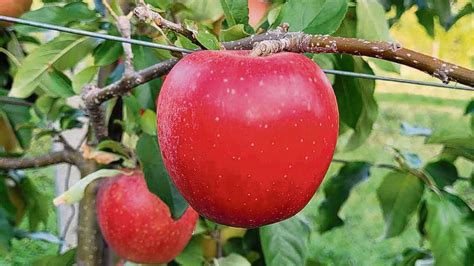 Podmienky Neboli Ideálne No Slovenskí Pestovatelia Nesklamali Víťazné