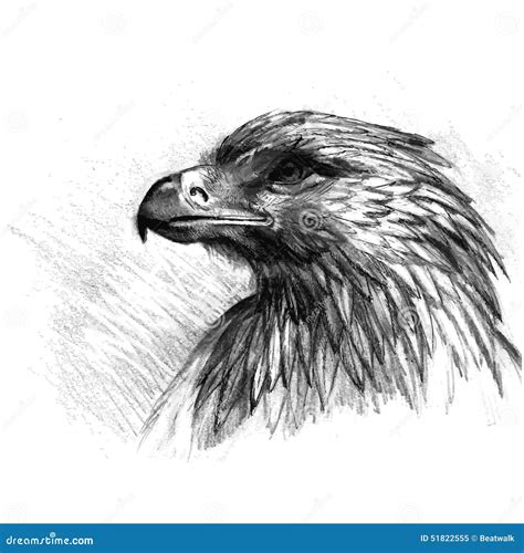 Vector Sketch Of Eagle Stock Vector Illustration Of Hunt 51822555