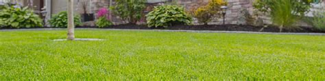 How To Choose Between Zoysia Grass And Staugustine Grass Massey