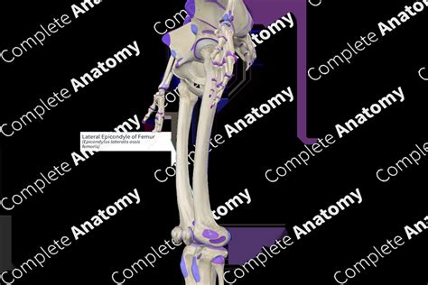 Lateral Epicondyle Of Femur Complete Anatomy