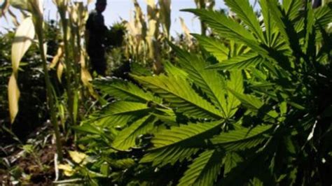 Destruyen Sembradío Con Más De 12 Mil Plantas De Mariguana En Jalisco