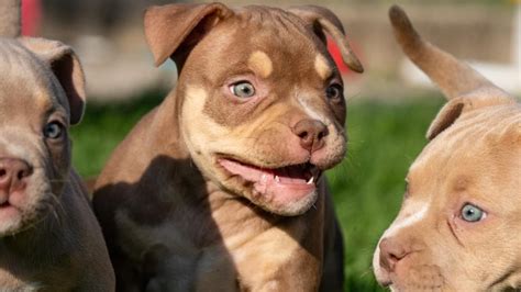 American Bully Insta Ckbbs Girtha Of Maxedoutbullies Girl Keeps Getting Better And Better