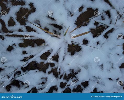Texture Of Snowy Grass And Ground Frost The First Snow Stock Image
