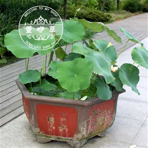 水培植物 睡莲荷花 净化空气室内外盆栽花卉 碗莲 种藕 四季种植 阿里巴巴