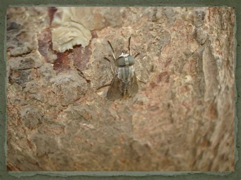 Tabanidae Species Tabanus Pptx