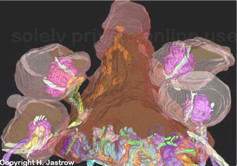 Fig 23b Reconstruction From Em Of A Webvision Ncbi Bookshelf