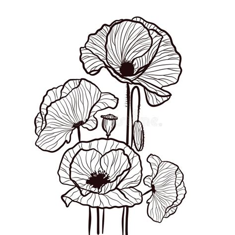 Hand Drawn Poppy Stock Vector Illustration Of Pattern 355947794