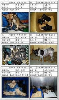 暴力濫捕撲殺換現金新屋收容所0803C區官網新增45隻黃金獵犬拉拉戴各式項圈的米克斯成幼犬貓狗貓母 Flickr