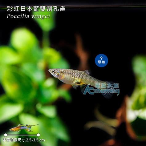AC草影彩虹日本藍雙劍孔雀對魚一對ECS013085 孔雀魚 露天市集 全台最大的網路購物市集