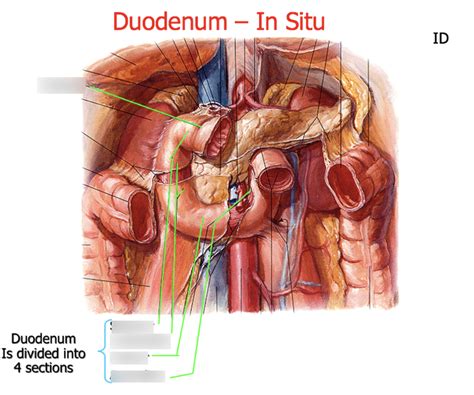 Duodenum In Situ Gi Id Image Diagram Quizlet