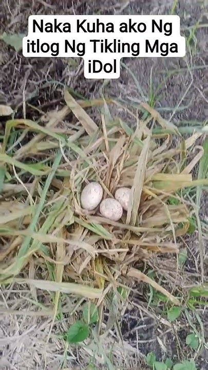 Itlog Ng Tikling Youtube