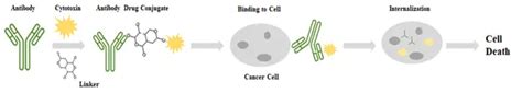 Adc Conjugation An Innovative Approach Blog