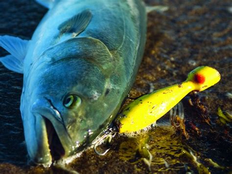 Big Cut To Bluefish Bag Limit On The Water