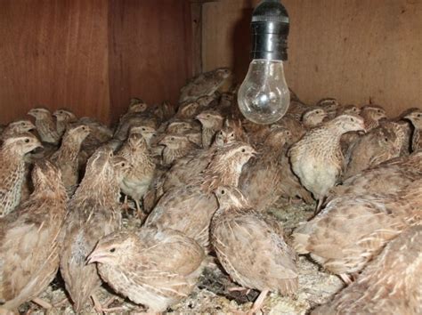 Cara Ternak Burung Puyuh Bagi Pemula