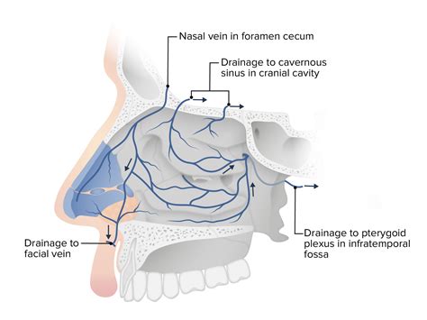 ANATOMIA DA CAVIDADE NASAL SISTEMA RESPIRATÓRIO Dra 42 OFF