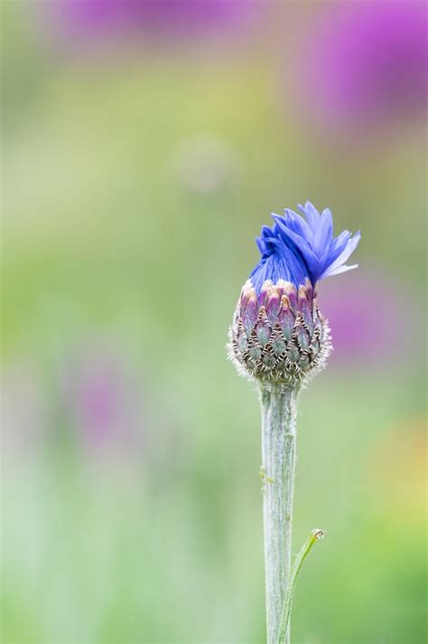 矢车菊 花 芽 Pixabay上的免费照片 Pixabay