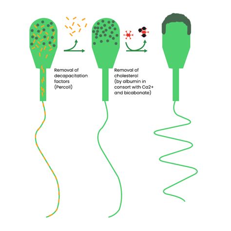 Process Of Fertilization In Human Being GeeksforGeeks