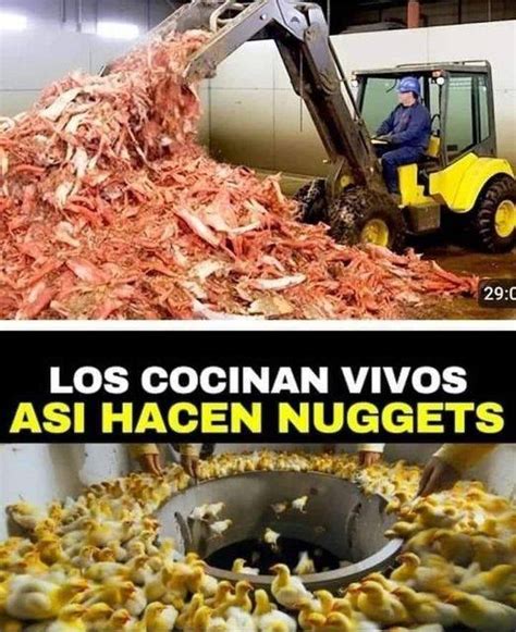 ¡alimentos Que Debes De Eliminar De Tu Dieta Con Urgencia Natureview