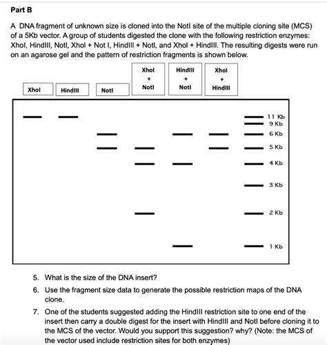 Solved Part B A DNA Fragment Of Unknown Size Is Cloned Into Chegg Com