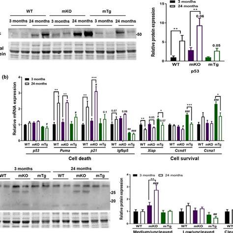 Peroxisome Proliferator‐activated Receptor γ Coactivator 1α Pgc‐1α