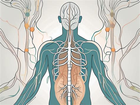 Understanding The Role Of The Parasympathetic Nerve In Bladder Function