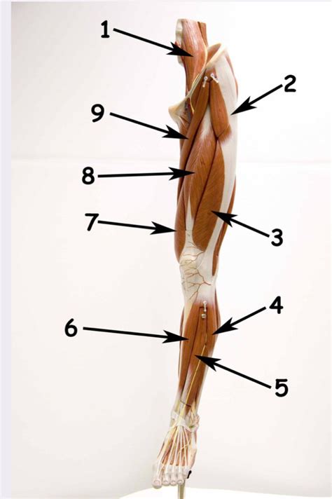 Lower Limb Anterior Diagram Quizlet