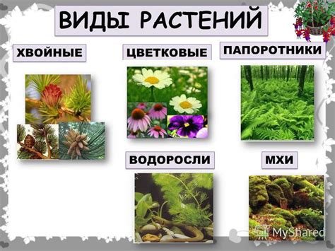 Доклад На Тему Цветковые Растения Instructionsticky
