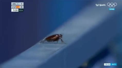 Cameraman Cuts Away From Olympic Hockey To Film Cockroach News