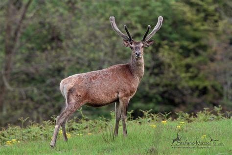 Stefano Mazzei Wildlife Photographer Quando Il Cervo Sfoggia Il Suo