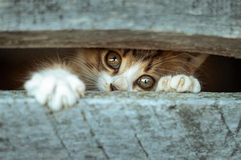 Premium Photo Cute Kitten Sneaking Up A Small Space