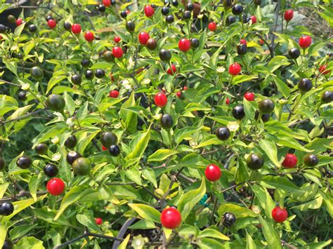 Hot Peppers For Health By Gavin Mounsey