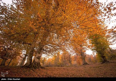 طبیعت پاییزی مازیچال کلاردشت عکس