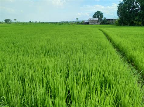 ငဖဲမြို့နယ်၌ မိုးစပါးသီးနှံ ၉၃၅၆ ဧကစိုက်ပျိုးပြီးစီးပြီး လျာထားချက