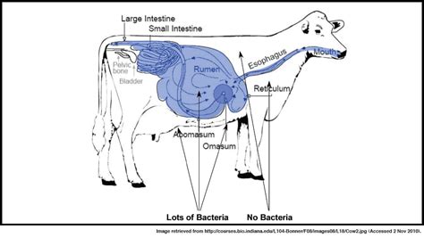 Turning Waste Into Food Cellulose Digestion Dartmouth Undergraduate Journal Of Science
