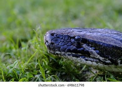 Sanca Piton Images Stock Photos Vectors Shutterstock