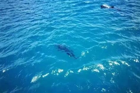 三亞鳳凰島周邊海域發現成群海豚 每日頭條