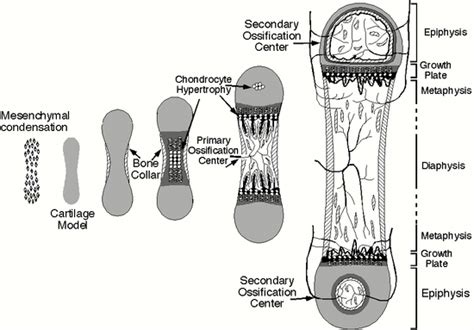 Figure 10 Bone Development Schematic Diagram Showing Endotext